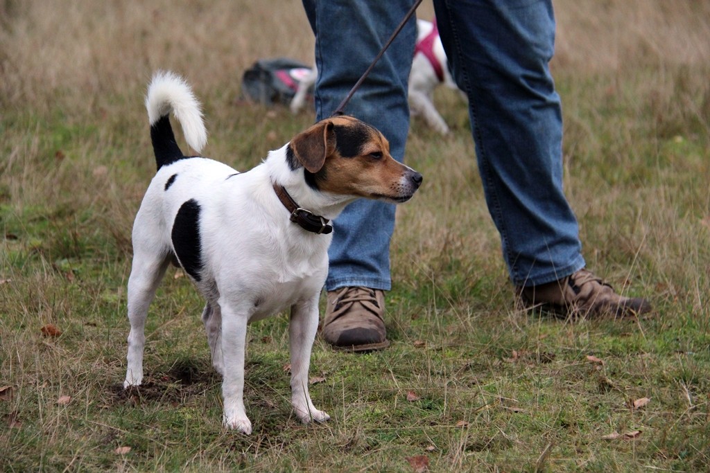 Dansky-Treffen in Norddeutschland - dansk svensk gardhund welpen ...