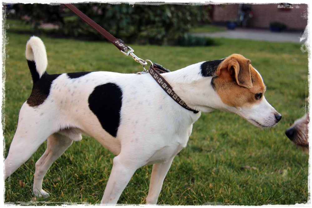 In Deutschland lebende Dansk/Svensk Gardhunde - dansk svensk gardhund ...