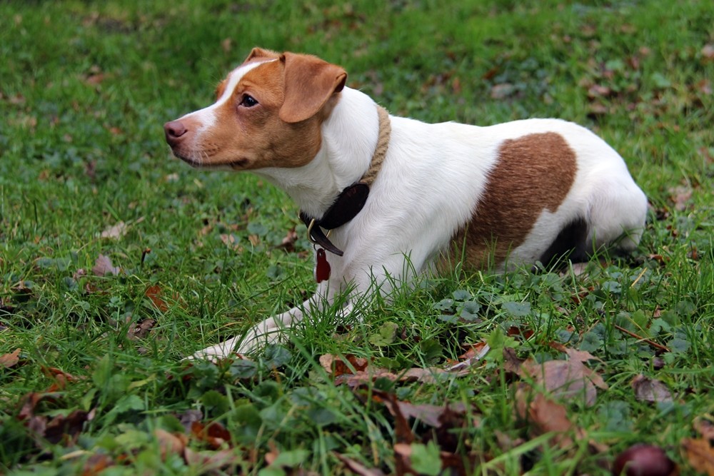 In Deutschland lebende Dansk/Svensk Gardhunde - dansk svensk gardhund ...