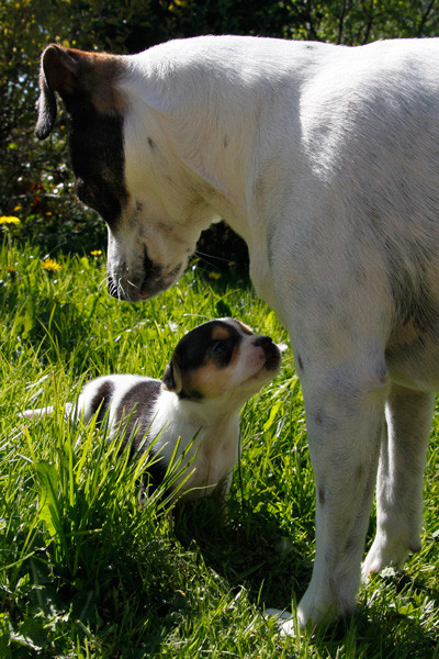 Dansk Svensk Gardhund - dansk svensk gardhund welpen Züchter Danskie ...