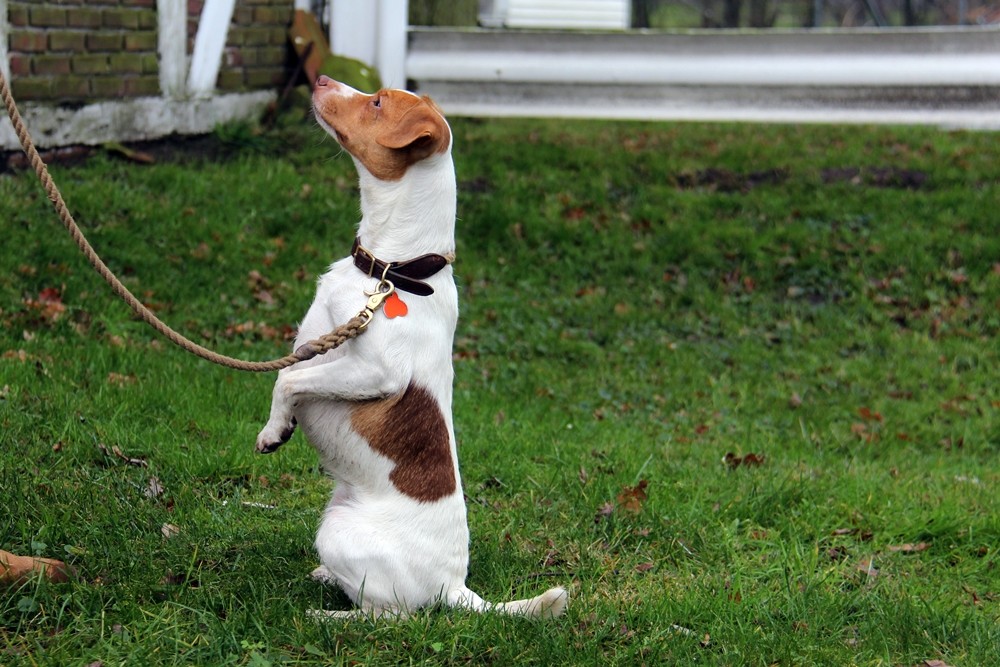 In Deutschland lebende Dansk/Svensk Gardhunde - dansk svensk gardhund ...