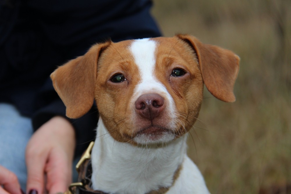 In Deutschland lebende Dansk/Svensk Gardhunde - dansk svensk gardhund ...