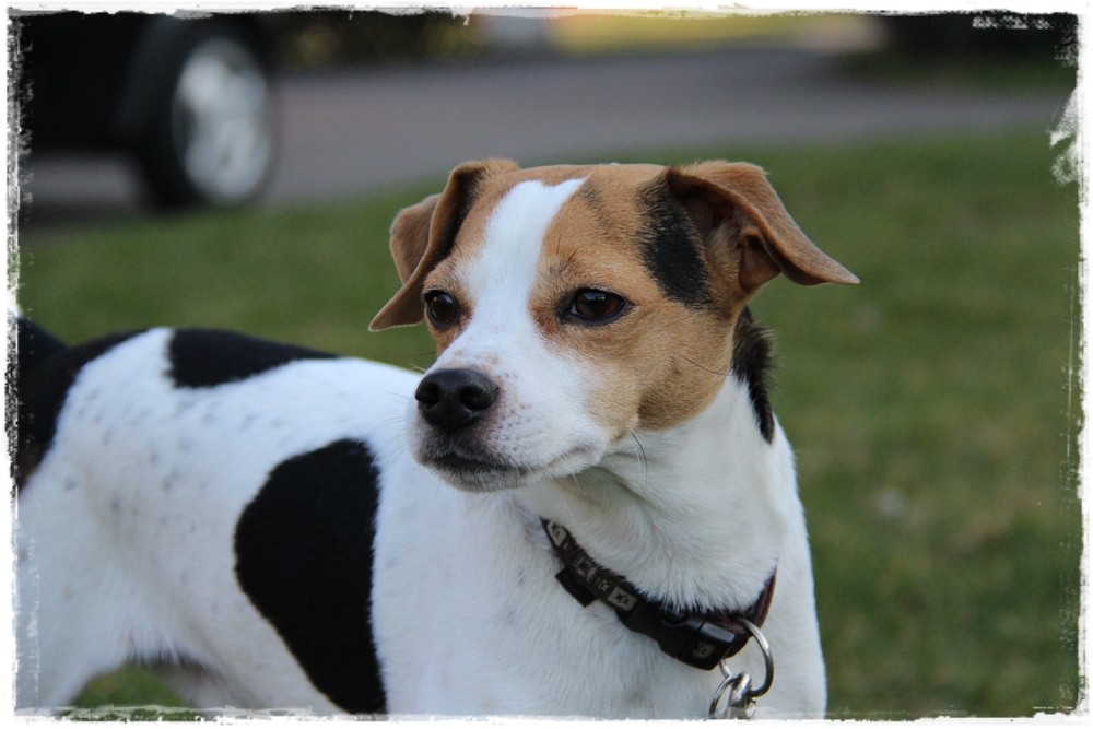 In Deutschland lebende Dansk/Svensk Gardhunde - dansk svensk gardhund ...