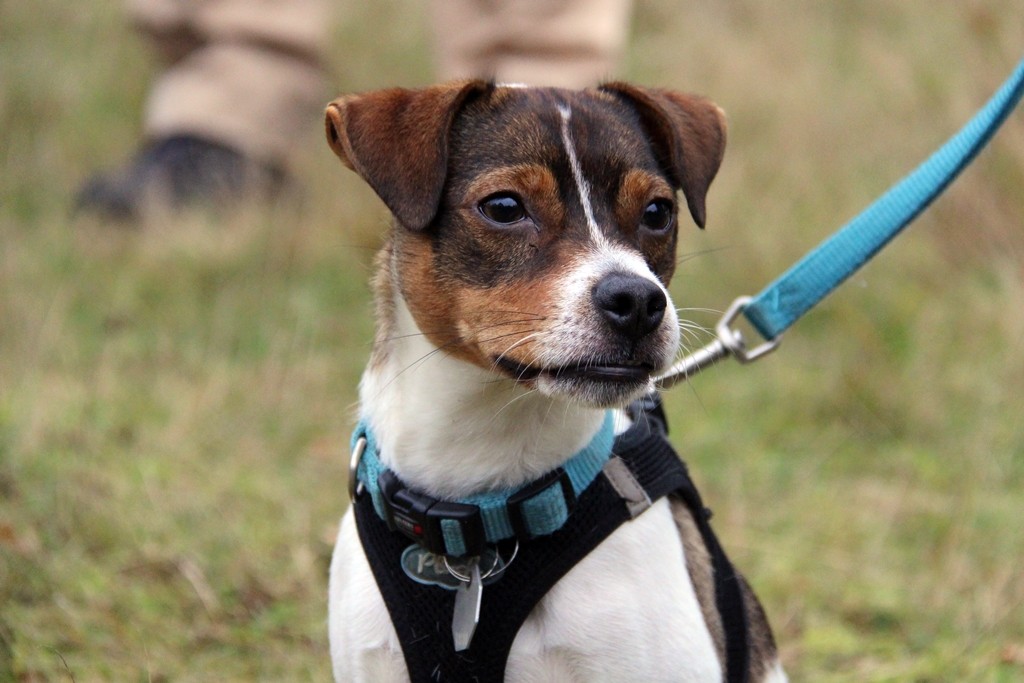 Dansky-Treffen in Norddeutschland - dansk svensk gardhund welpen ...
