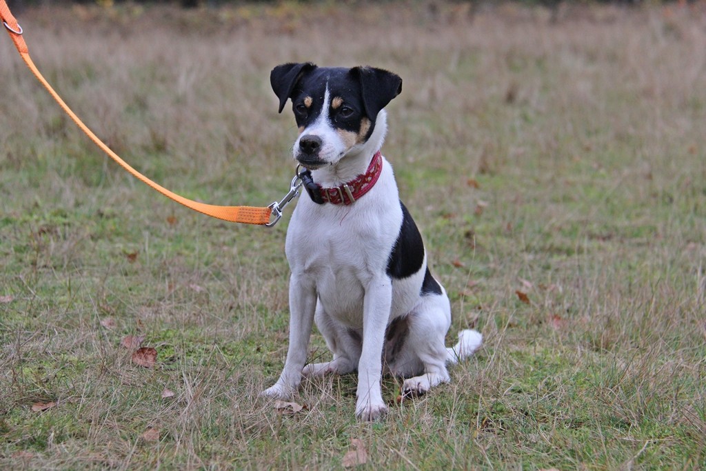 Dansky-Treffen in Norddeutschland - dansk svensk gardhund welpen ...