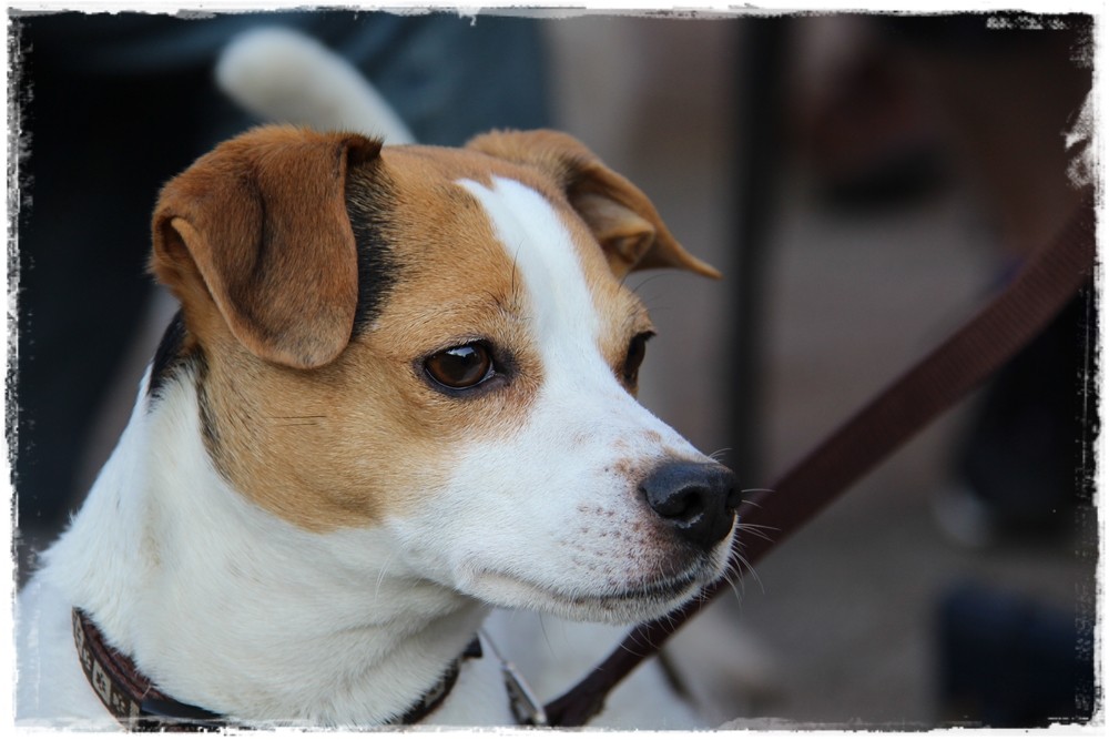 In Deutschland lebende Dansk/Svensk Gardhunde - dansk svensk gardhund ...