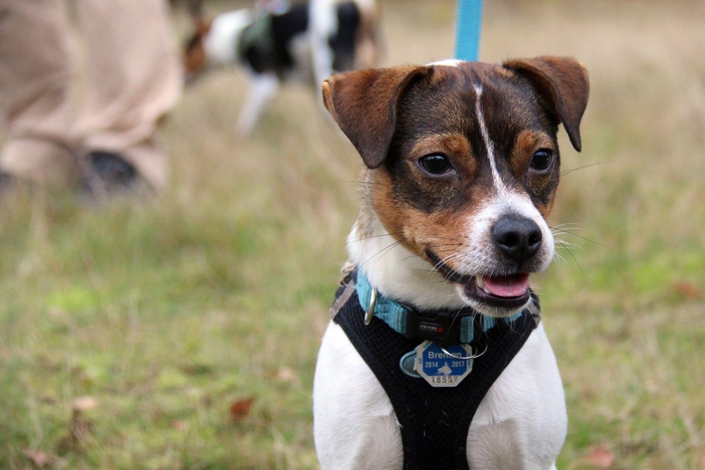 Dansky-Treffen in Norddeutschland - dansk svensk gardhund welpen ...