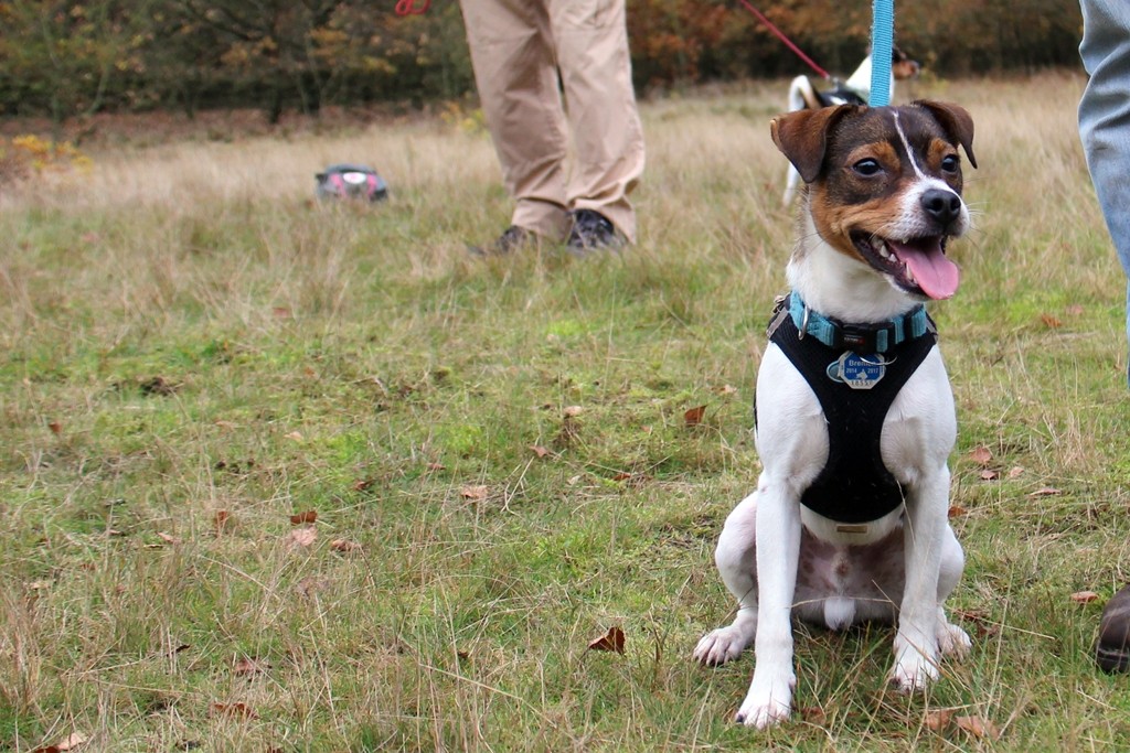 Dansky-Treffen in Norddeutschland - dansk svensk gardhund welpen ...