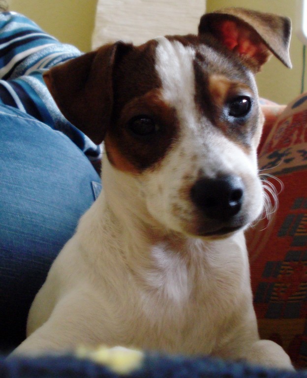 Dansk Svensk Gardhund - dansk svensk gardhund welpen Züchter Danskie ...