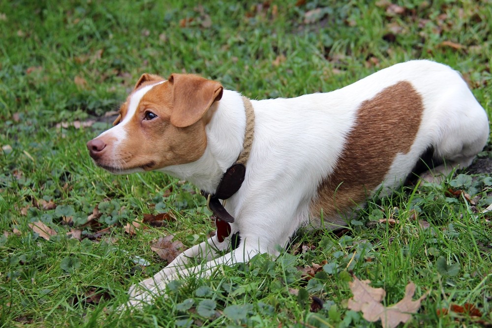 Besondere Tage - dansk svensk gardhund welpen Züchter Danskie Danski ...