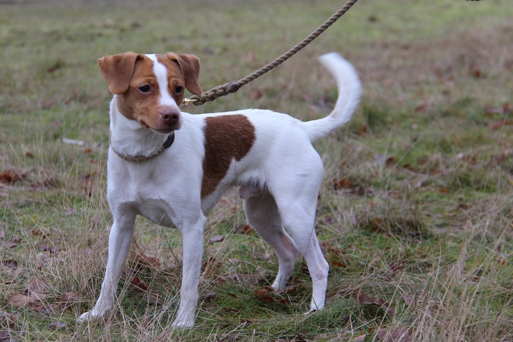 In Deutschland lebende Dansk/Svensk Gardhunde - dansk svensk gardhund ...