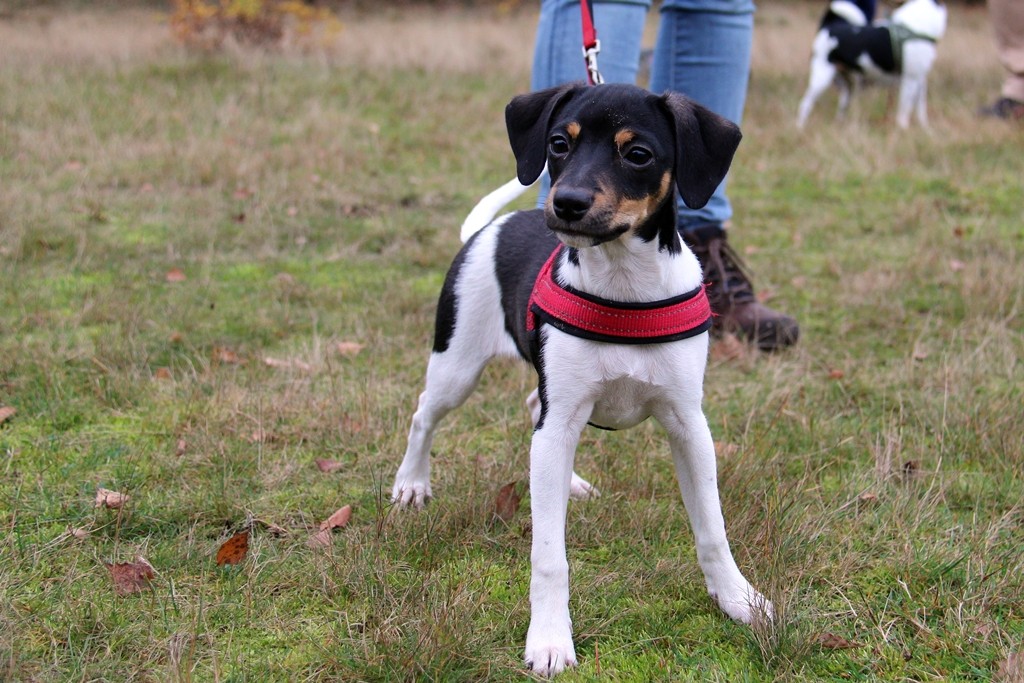Dansky-Treffen in Norddeutschland - dansk svensk gardhund welpen ...