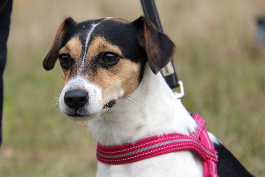 Dansky-Treffen in Norddeutschland - dansk svensk gardhund welpen ...