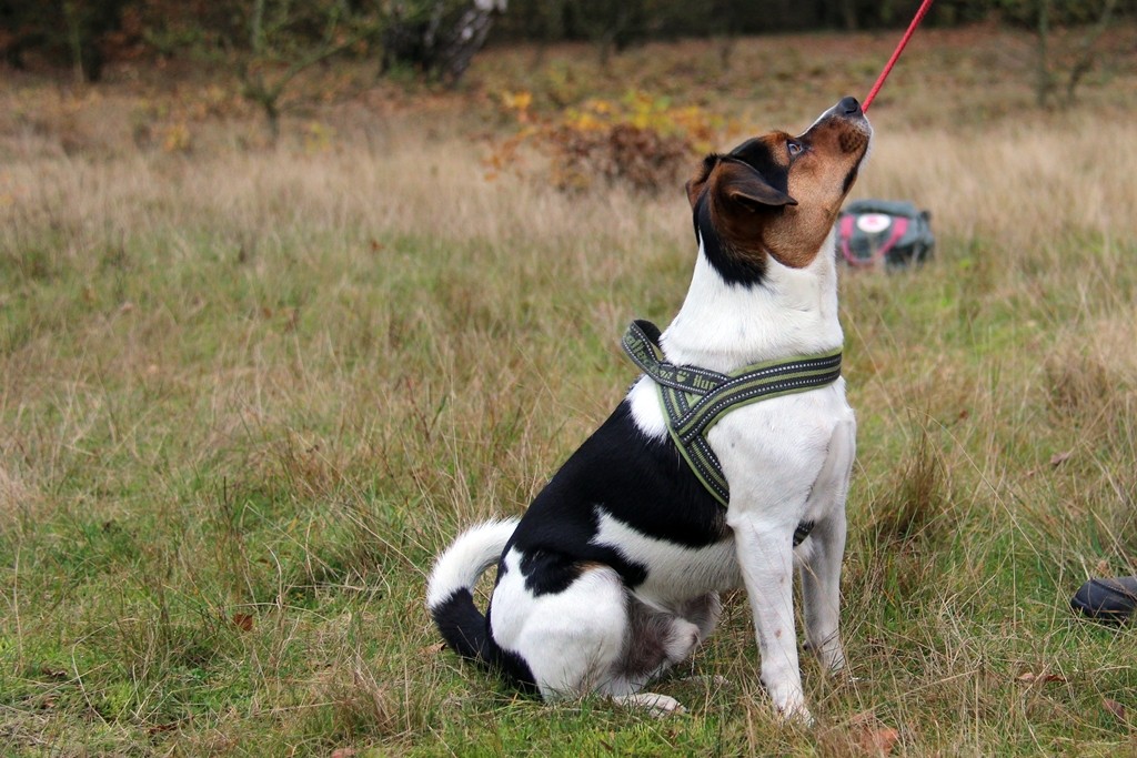 Dansky-Treffen in Norddeutschland - dansk svensk gardhund welpen ...