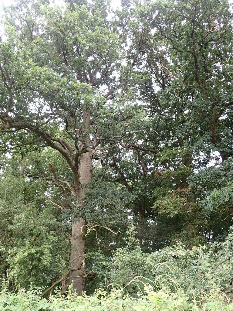 The "Triangle" Kidlington - 1658413962