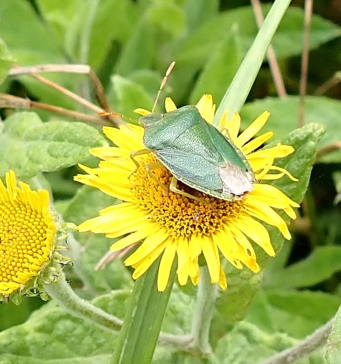 The "Triangle" Kidlington - 1658413962