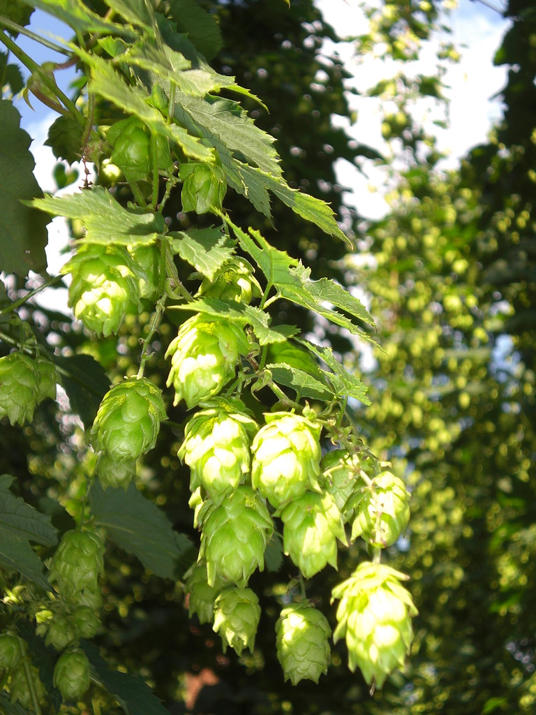 Bio-Spalt Spalter - hopfen der welt