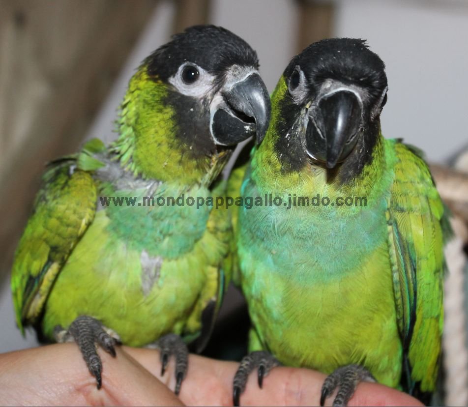 Il conuro testa nera - Benvenuti su mondopappagallo!