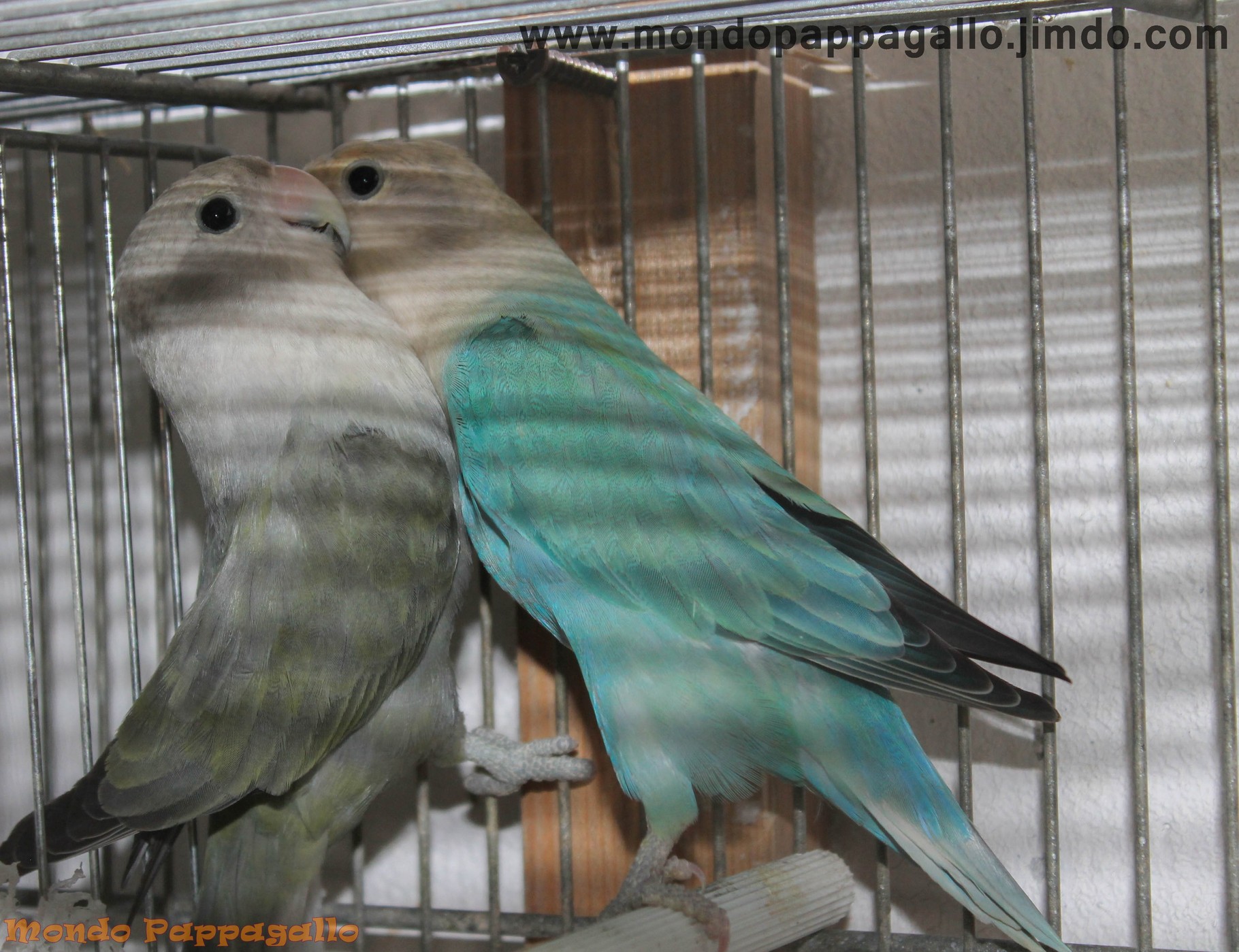 Agapornis - Inseparabile - Benvenuti su mondopappagallo!