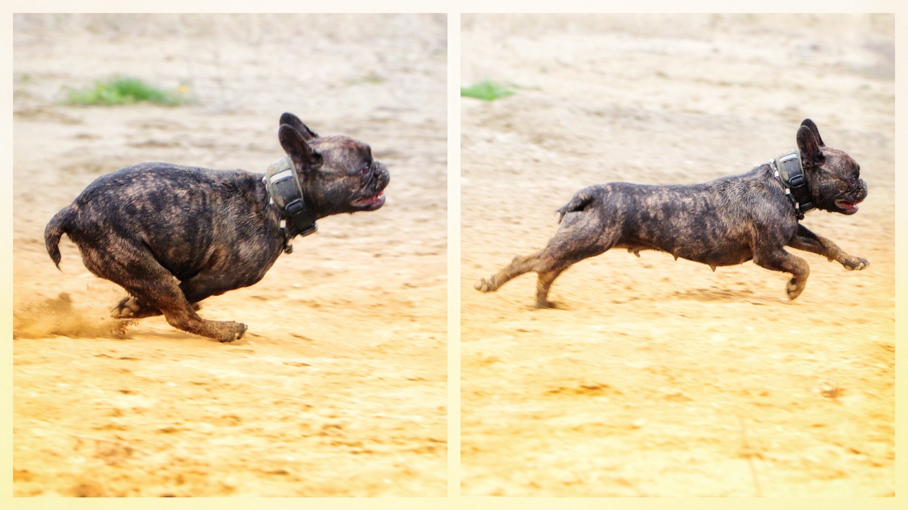 cross breeding dogs problems