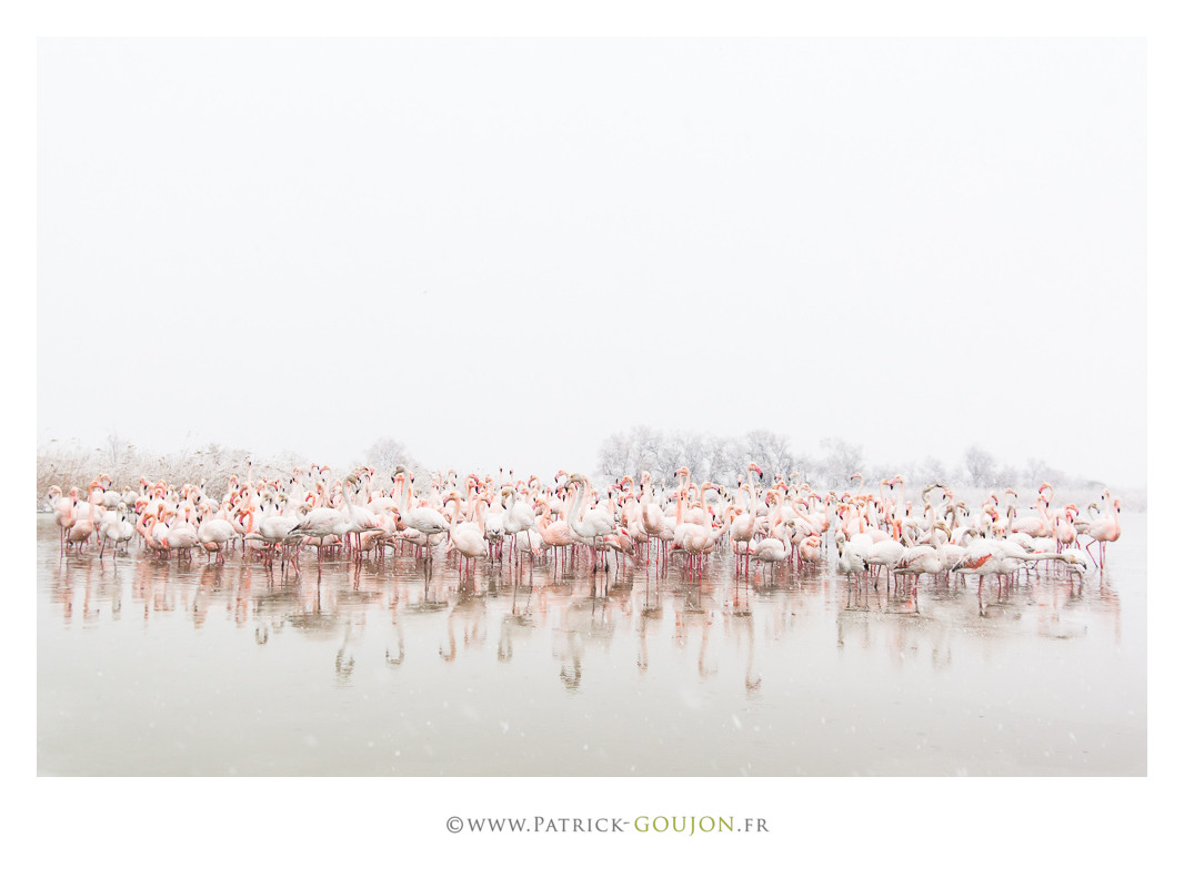 Galerie : Plumes - Patrick Goujon-photographe animalier et ...