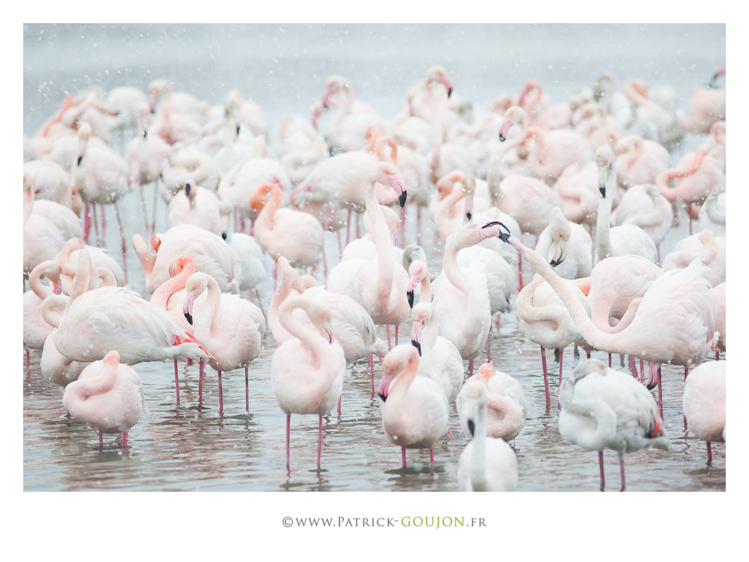 Galerie : Plumes - Patrick Goujon-photographe animalier et ...