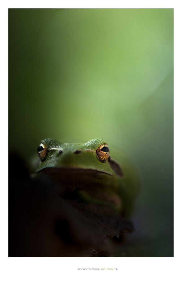 Amphi / repti shoot - Patrick Goujon-photographe animalier et ...