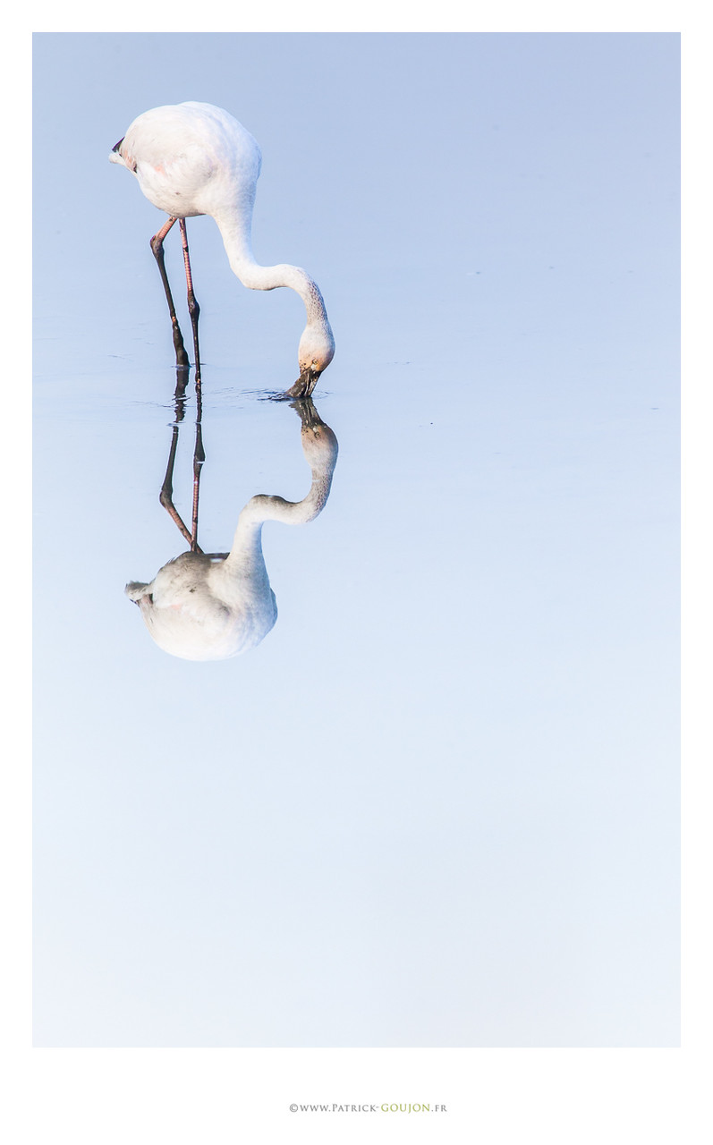 Galerie : Plumes - Patrick Goujon-photographe animalier et ...