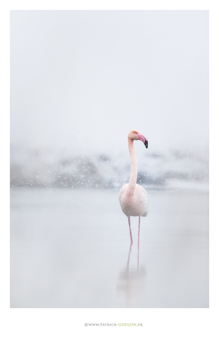 Galerie : Plumes - Patrick Goujon-photographe animalier et ...