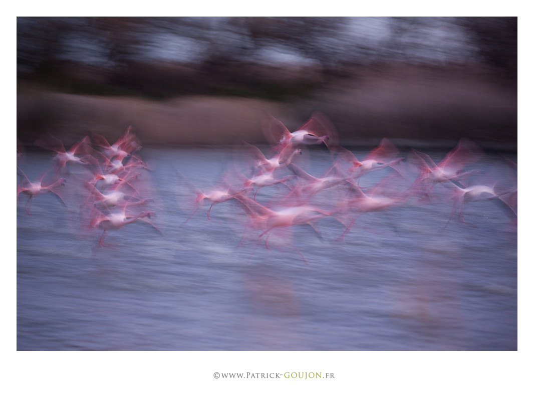 Galerie : Plumes - Patrick Goujon-photographe animalier et ...