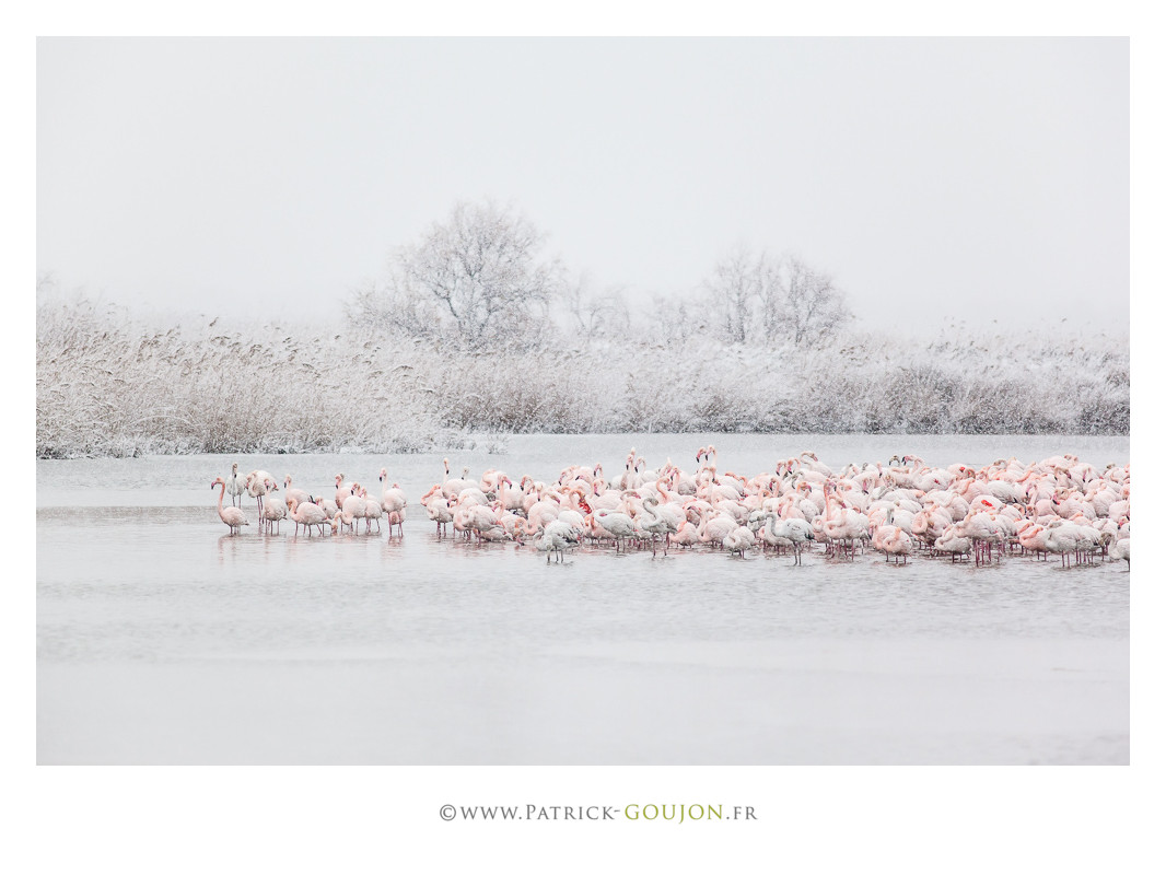 Galerie : Plumes - Patrick Goujon-photographe animalier et ...