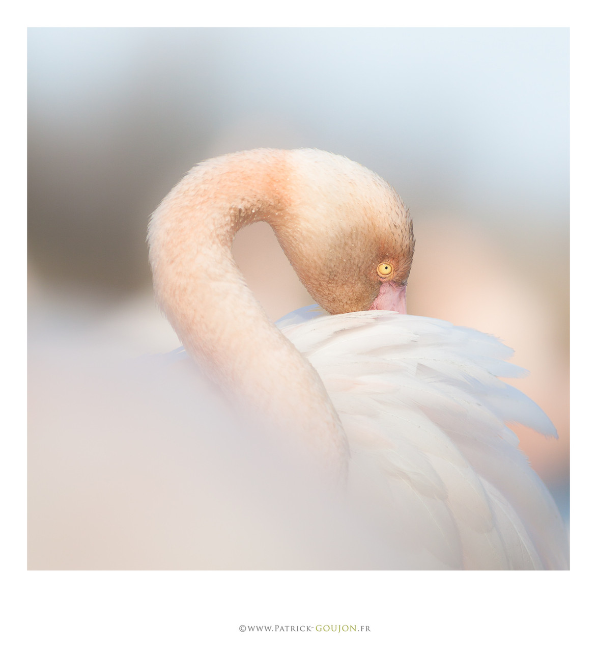 Galerie : Plumes - Patrick Goujon-photographe animalier et ...