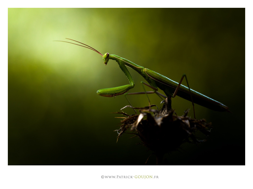 Madness Mantis - Patrick Goujon-photographe animalier et ...