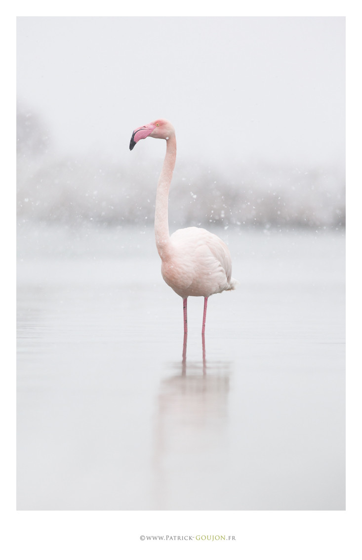 Galerie : Plumes - Patrick Goujon-photographe animalier et ...