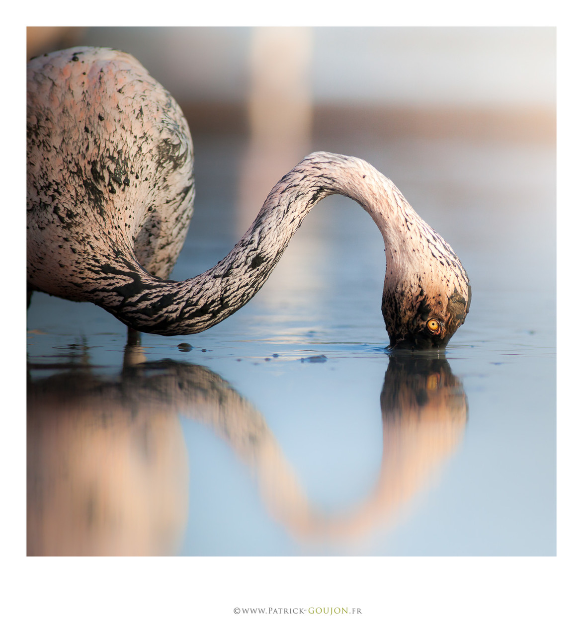 Galerie : Plumes - Patrick Goujon-photographe animalier et ...