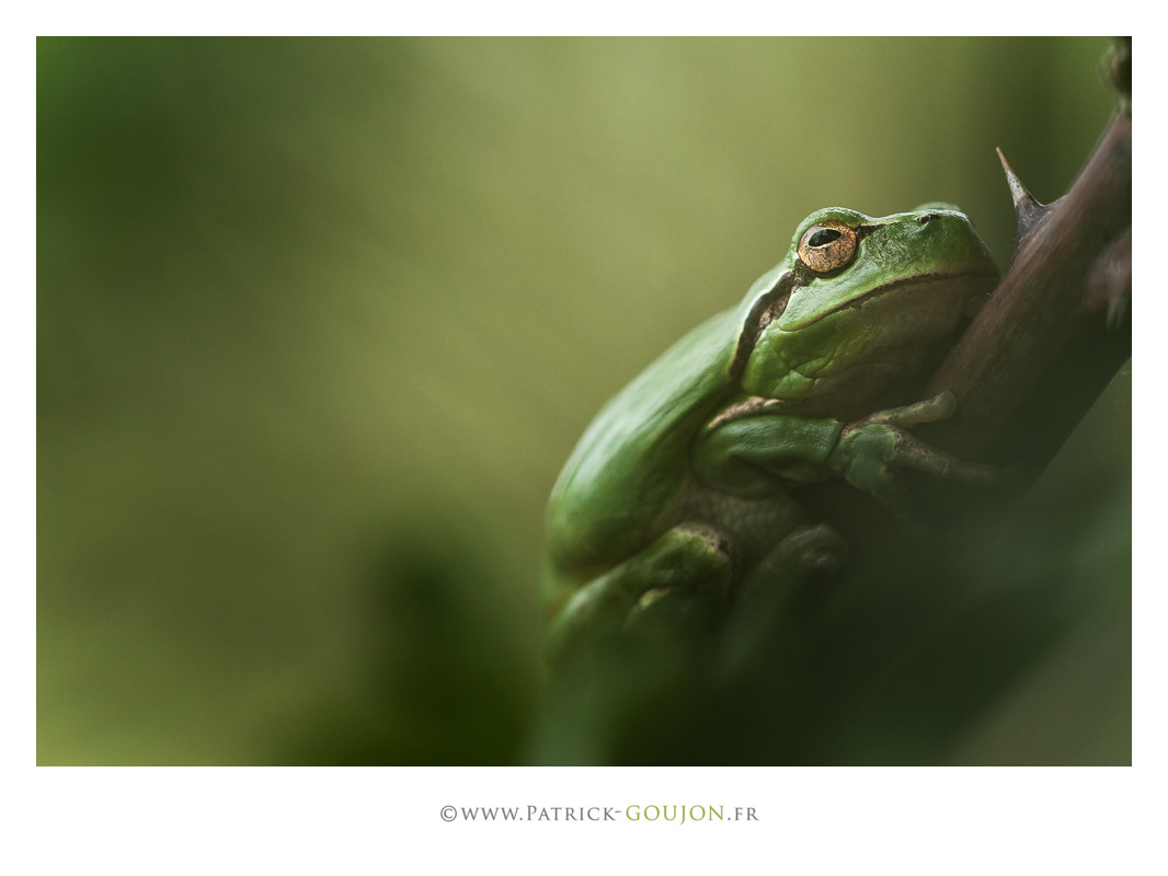 Amphi / repti shoot - Patrick Goujon-photographe animalier et ...