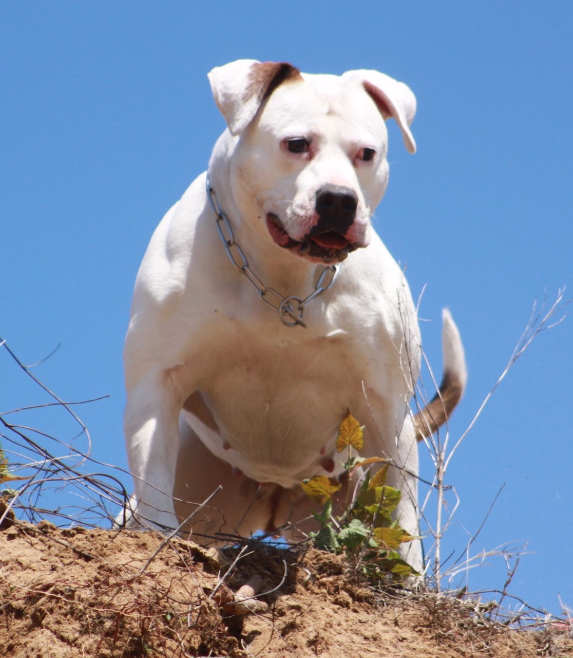 Norcal's Flame - faithfullbull Bulldog américain American Bulldog