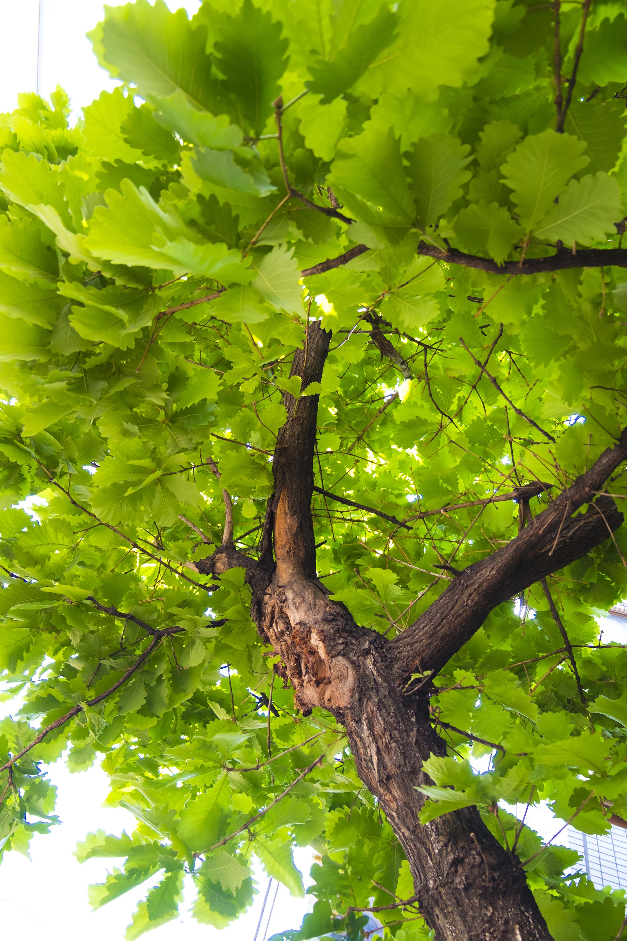 Eichenbaum German Culture School - Eichenbaum German Culture School