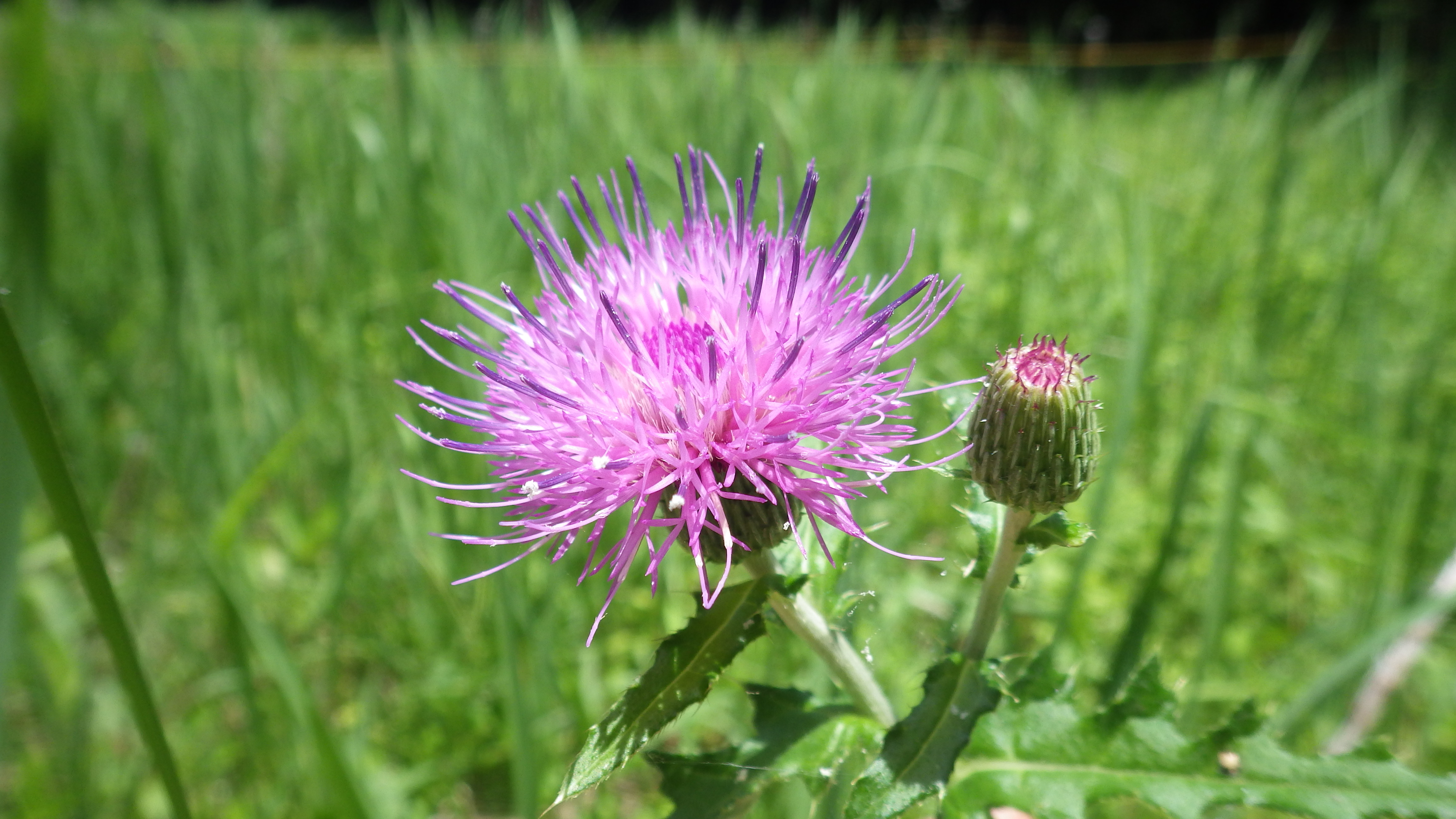種子散布様式の英単語 - 草原研究