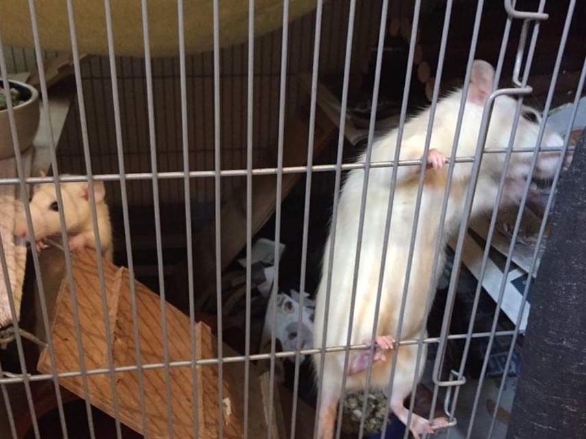 Tierheim Regesburg - rattenfreunde-nuernberg.de