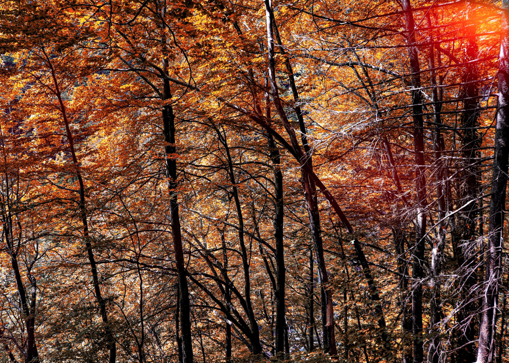 Switzerland - bidis-photographys Webseite!
