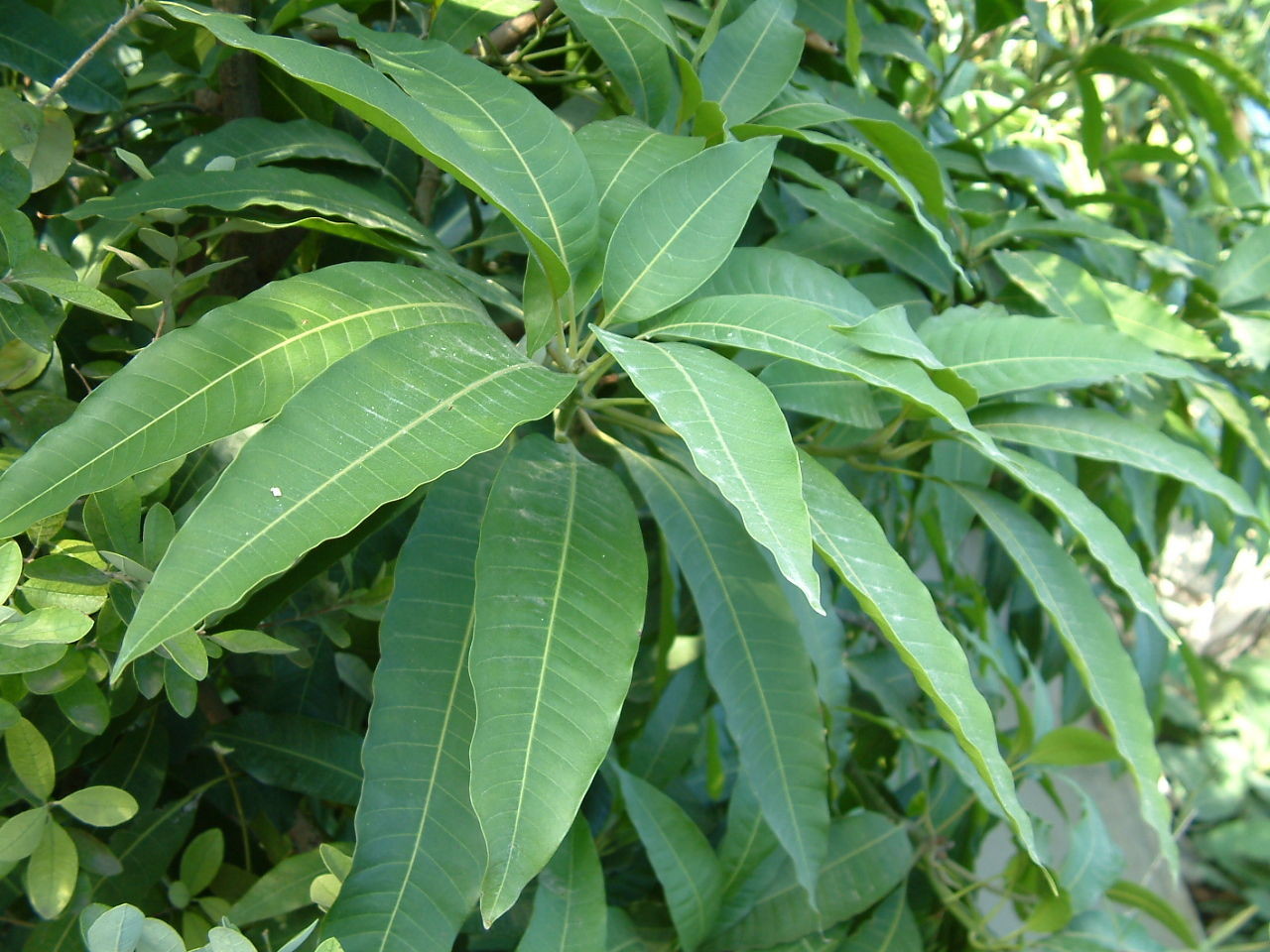 Urushi Tree and Exploitation - stefos-art of urushi