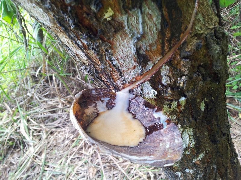 Urushi Tree and Exploitation - stefos-art of urushi