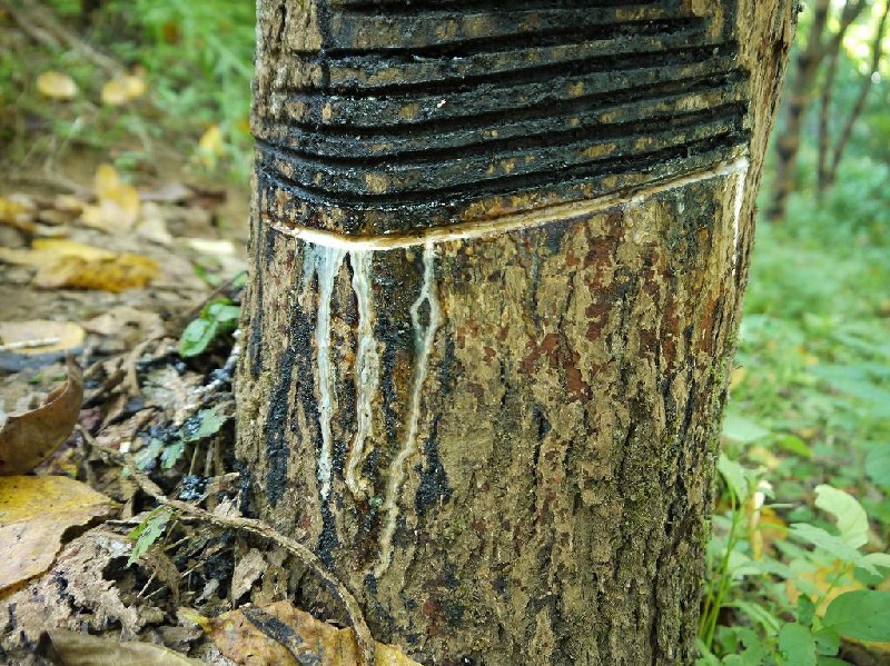 Urushi tree and Exploitation - stefos-art of urushi