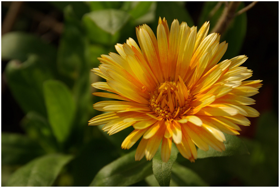 Juli - Blumen und Blüten - Fotoclub 58 Leipzig