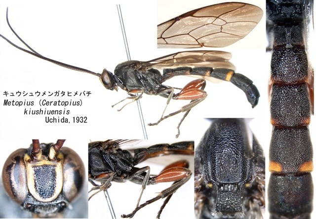 Vol. 5 No. 1 メンガタヒメバチ亜科Metopius - Information station of Parasitoid wasps