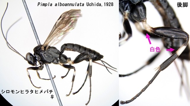 Vol. 1 ヒメバチ科ヒラタヒメバチ亜科 Pimplini族 - Information station of Parasitoid wasps