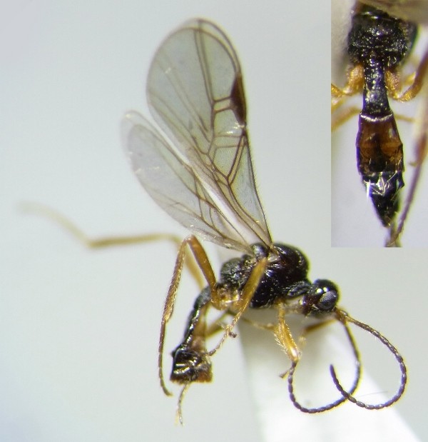 BLACINAE, Förster,1862 チビコマユバチ亜科 - Information station of Parasitoid wasps