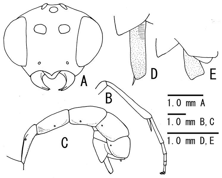 Vol. 9 ハバチヤドリヒメバチ亜科 Sphinctini - Information station of Parasitoid wasps