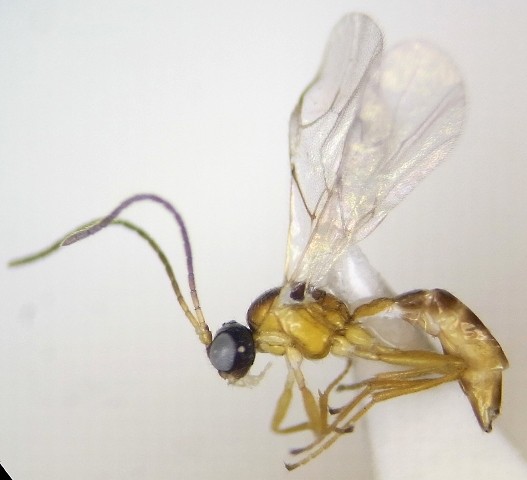APHIDIINAE Haliday, 1833 アブラバチ亜科 - Information station of Parasitoid wasps